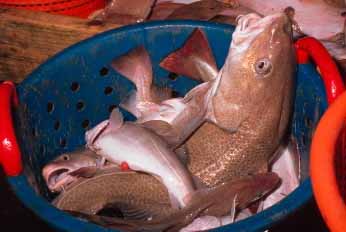 New catch of young cod threatens the Baltic stocks - WWF Baltic